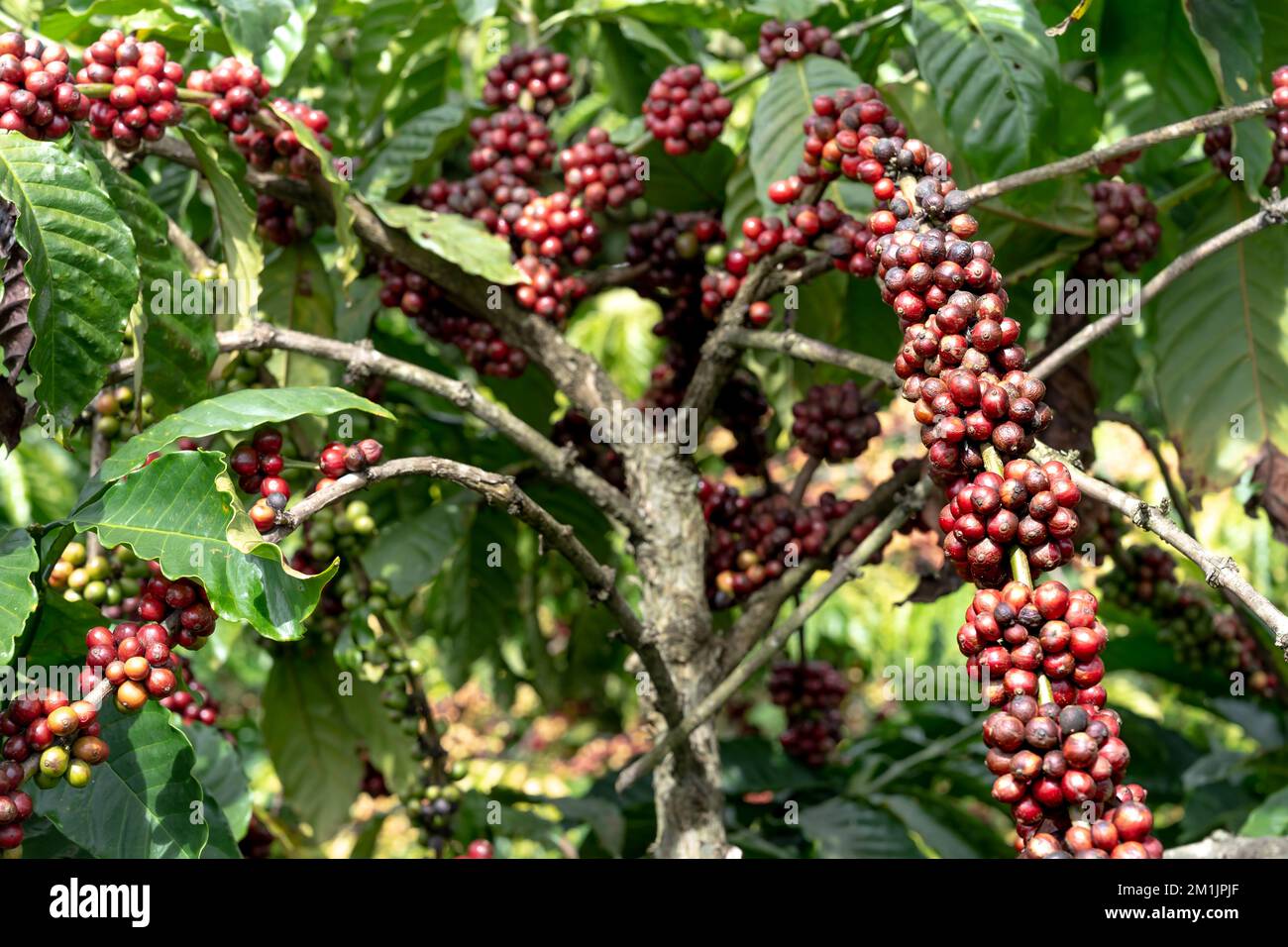 clusters of ripe coffee berries on a tree branch Stock Photo - Alamy