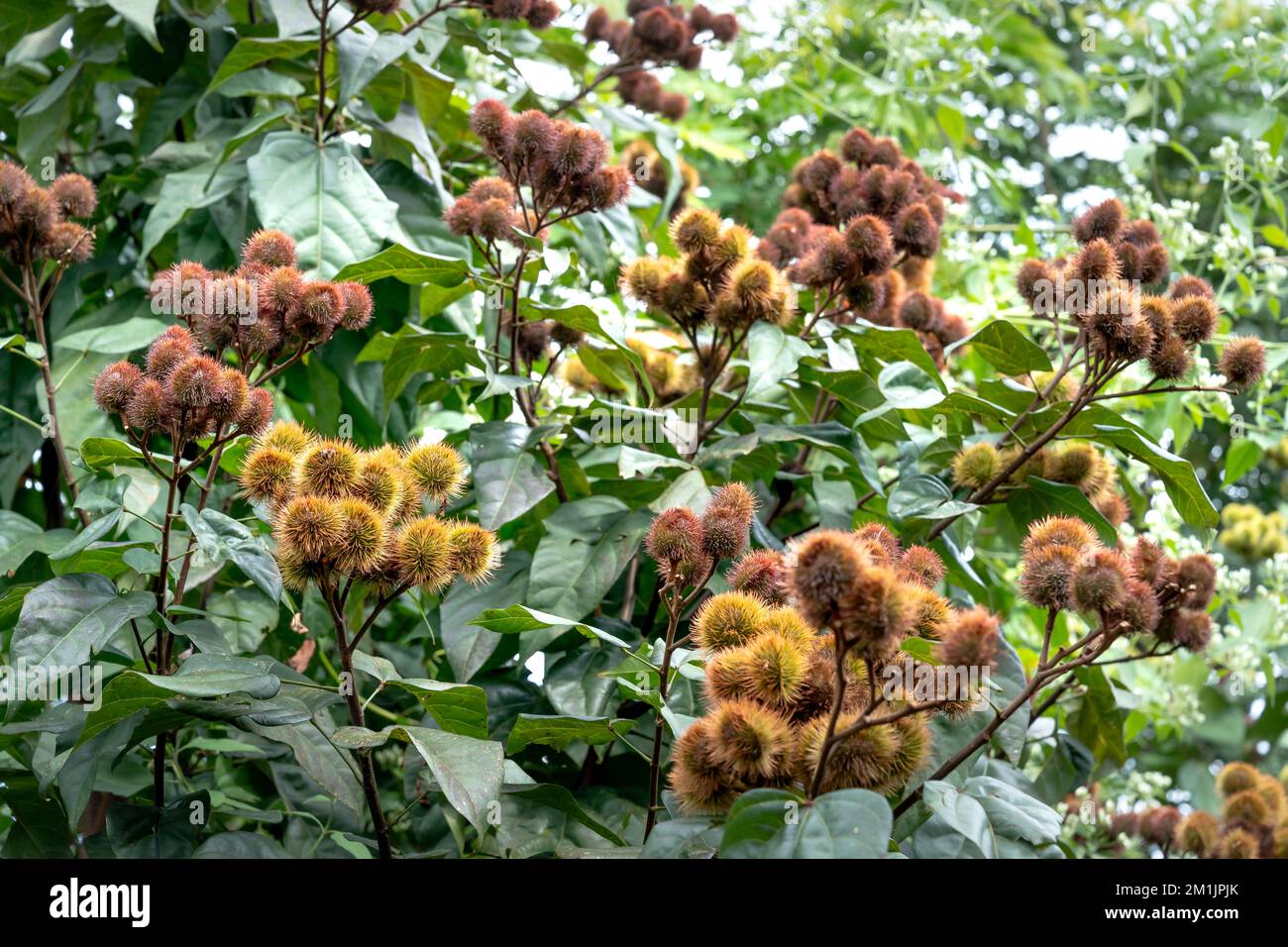 annatto seed red orange condiment and food coloring derived from ...
