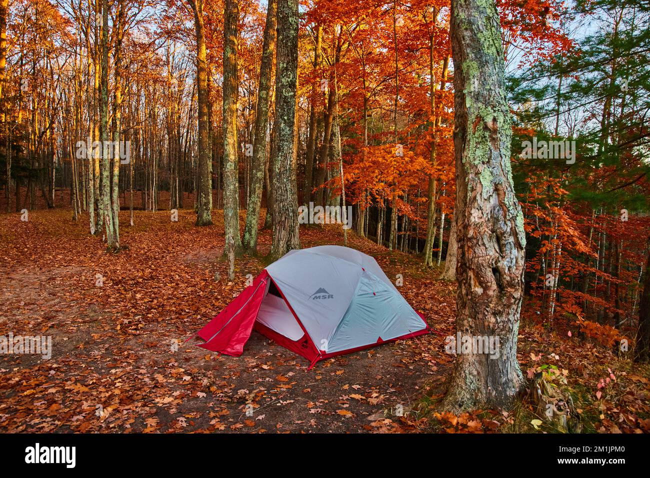 Orange leaves litter ground in beautiful late fall forest with red and ...