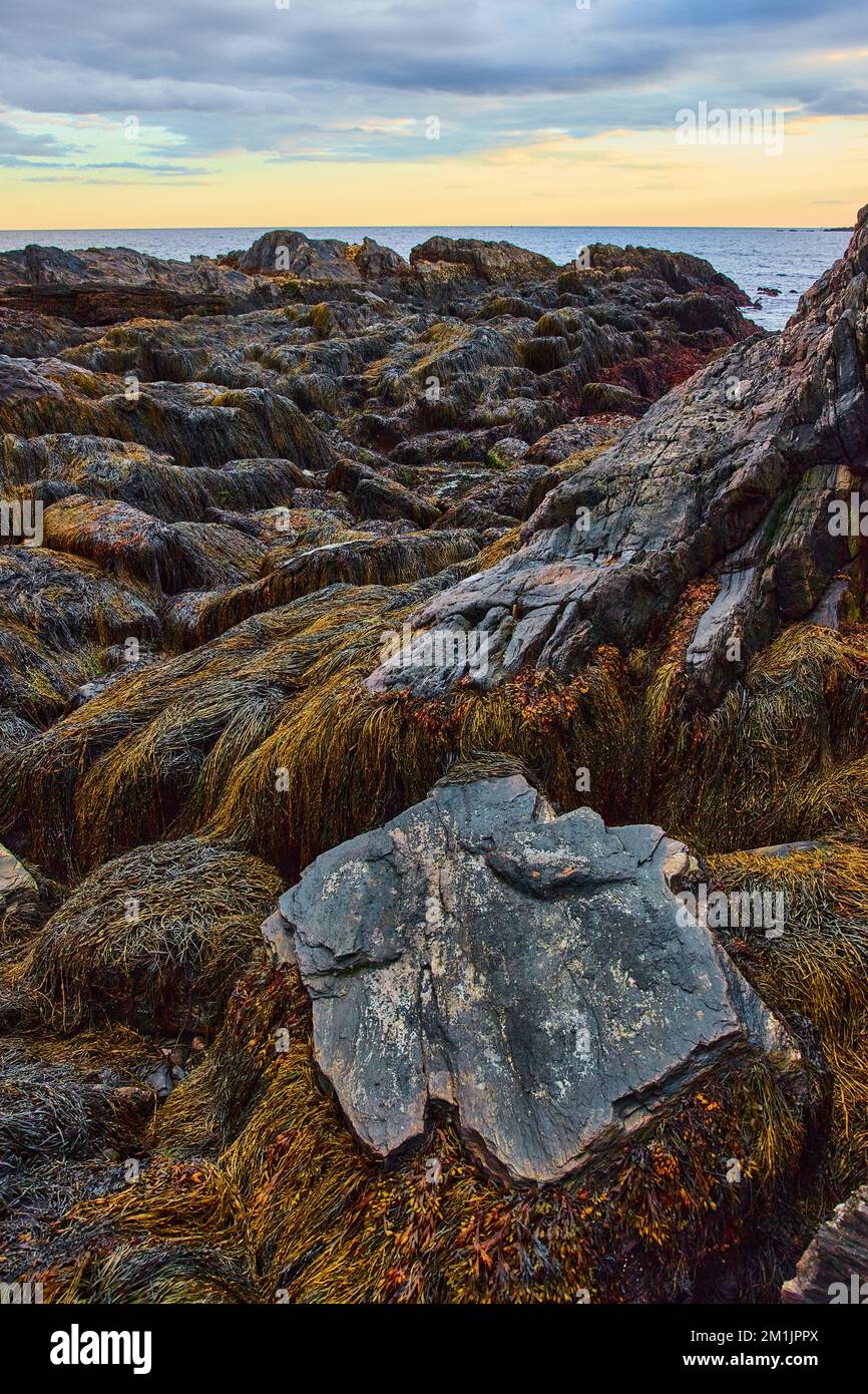 Low tide on Maine coast covered in rocks and wet sea plants by ocean ...