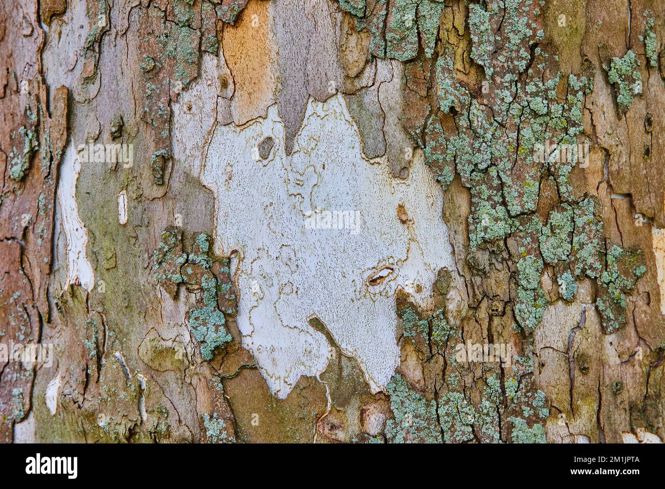 Texture asset of tree bark with white trunk Stock Photo - Alamy