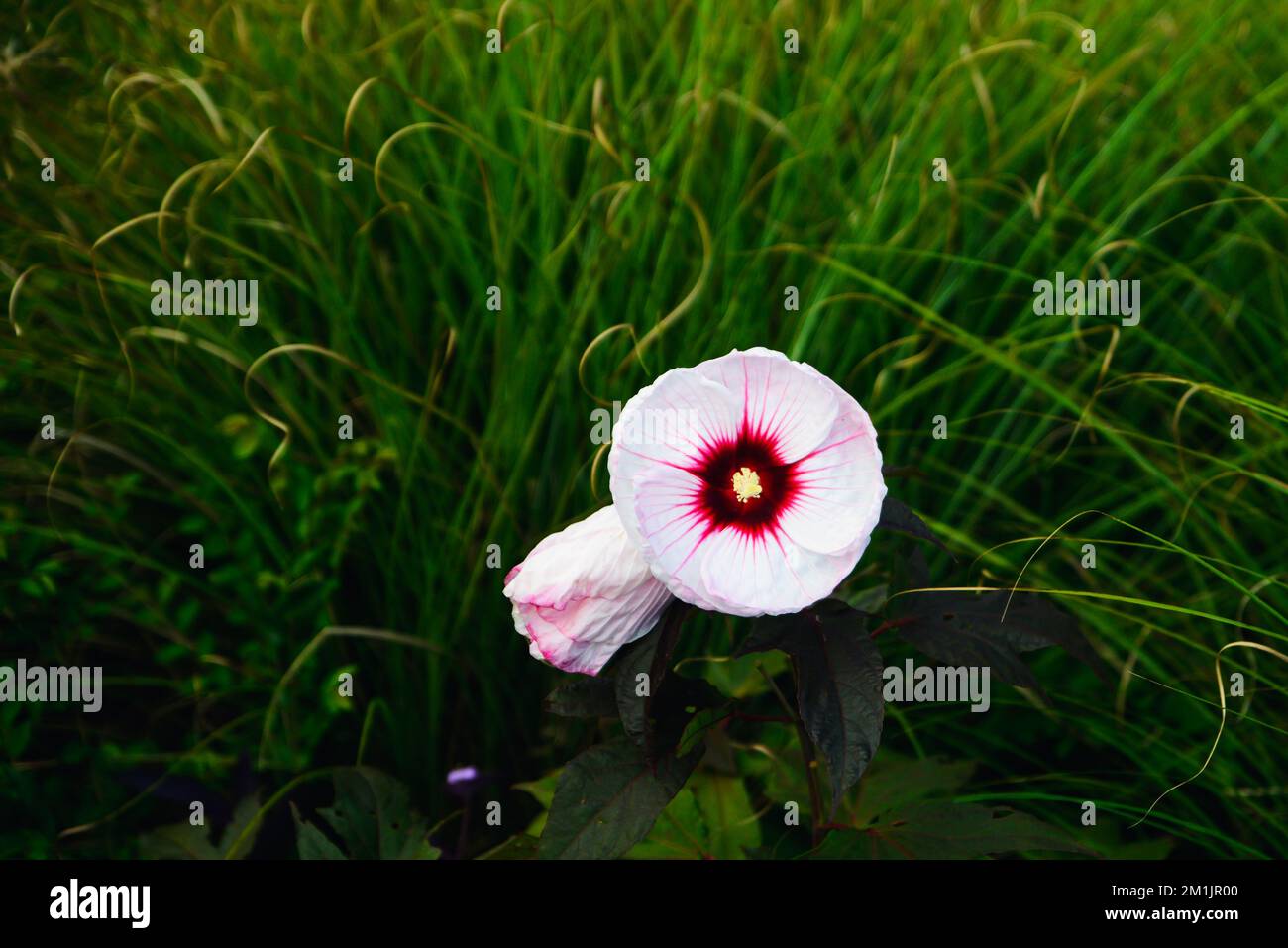 A closeup of blooming pink Hibiscus flower Stock Photo - Alamy