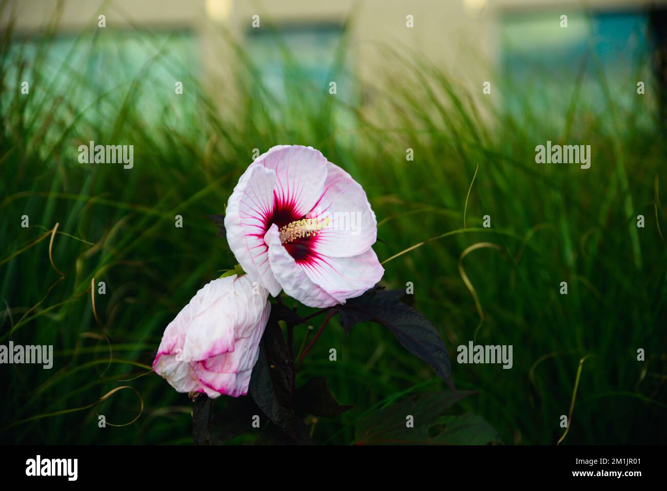A closeup of blooming pink Hibiscus flower Stock Photo - Alamy