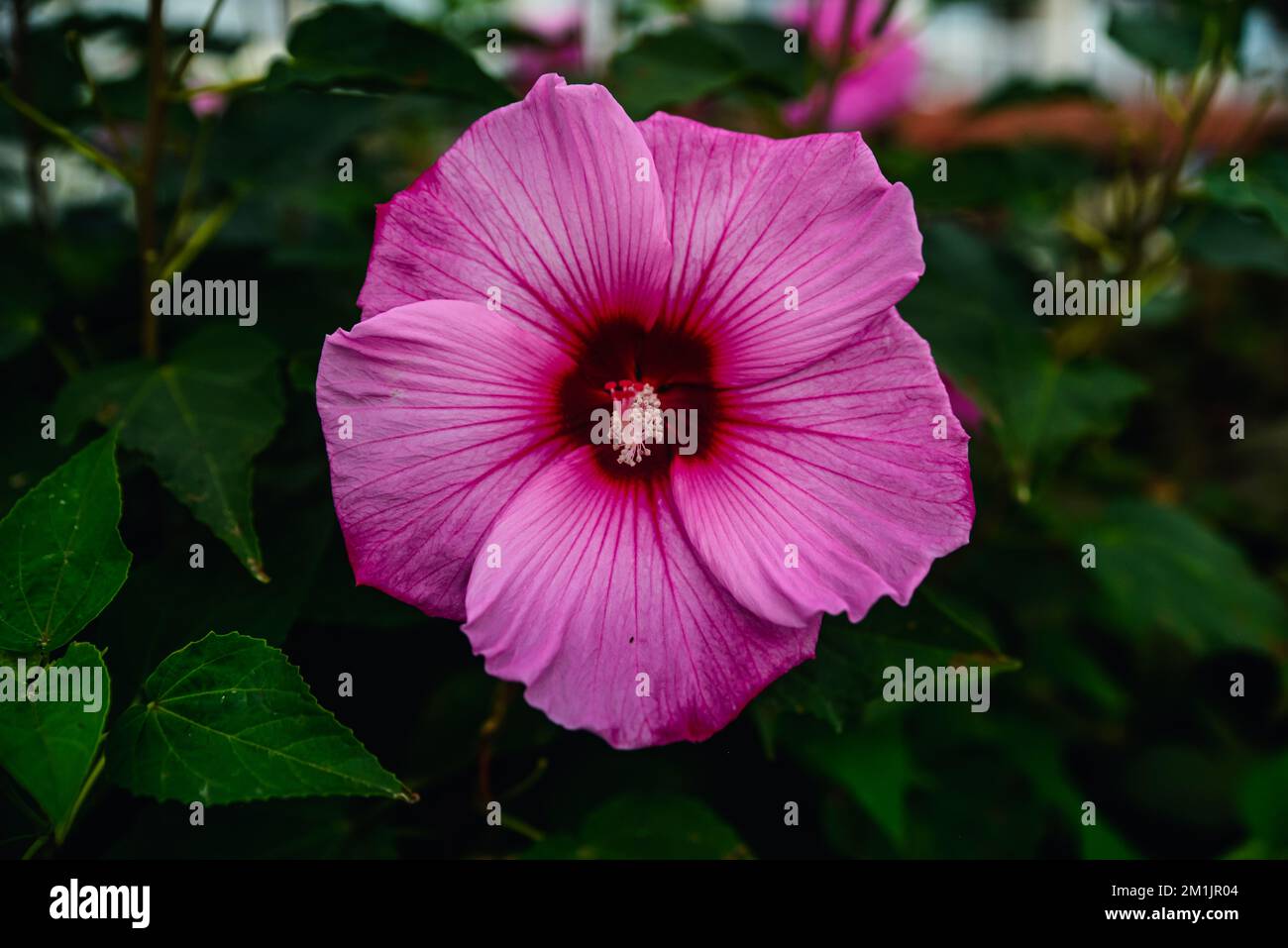 A closeup of blooming pink Hibiscus flower Stock Photo - Alamy