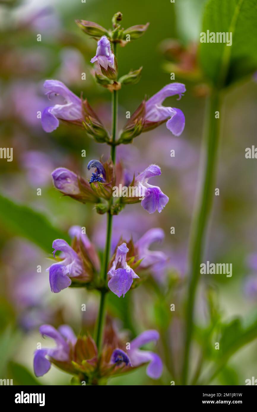 Salvia officinalis flower growing in meadow, close up Stock Photo - Alamy
