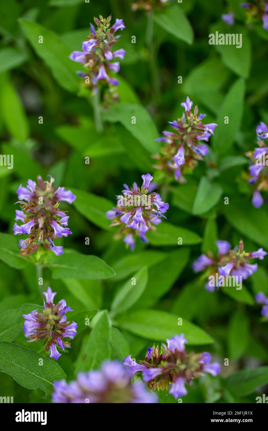 Salvia officinalis flower growing in meadow, close up Stock Photo - Alamy