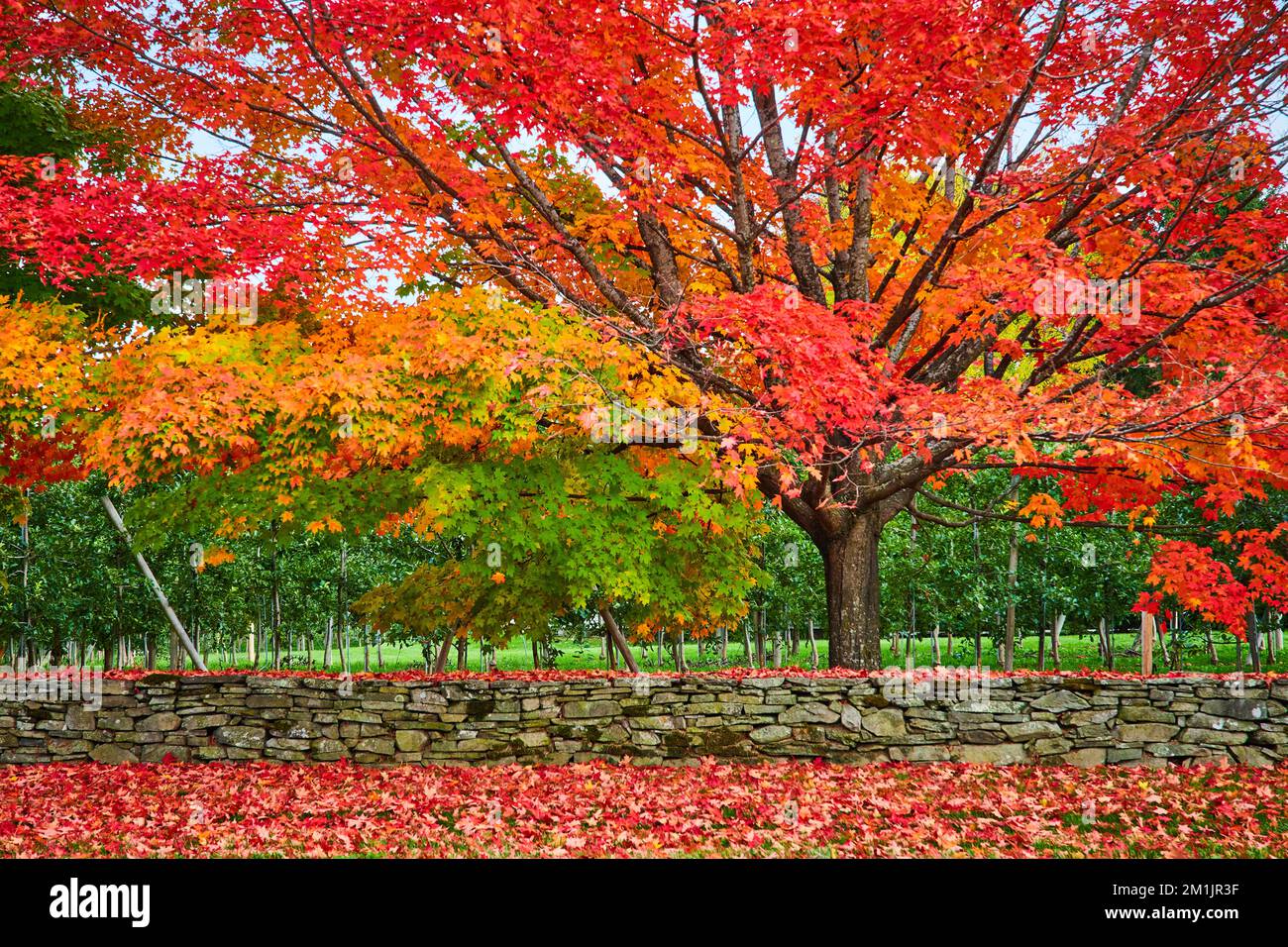 Peak fall outside of apple orchard with stunning red and orange leaves ...