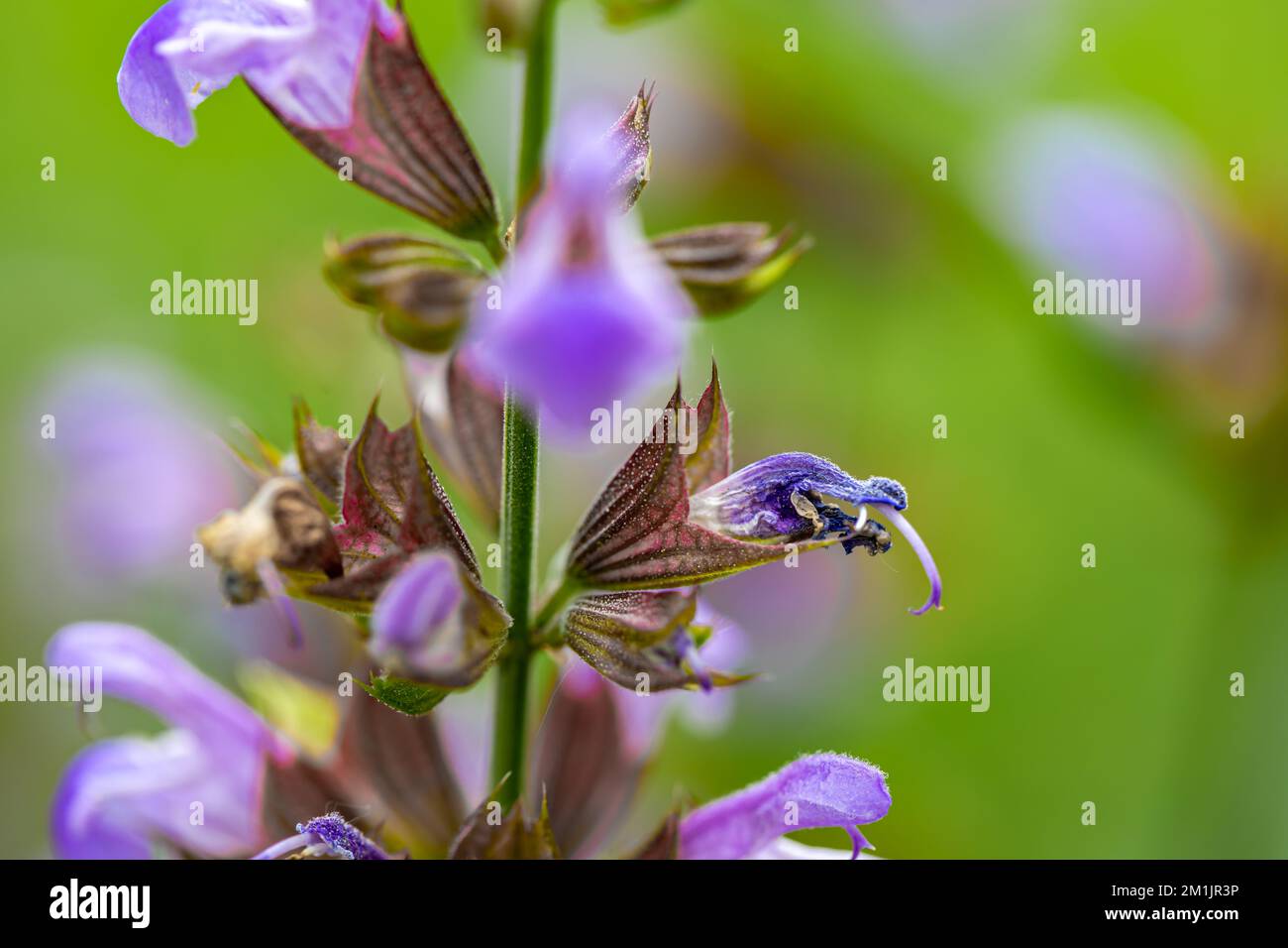 Salvia officinalis flower growing in meadow, close up Stock Photo - Alamy