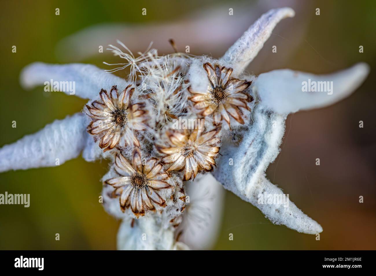 Leontopodium nivale flower growing in mountains, close up Stock Photo ...
