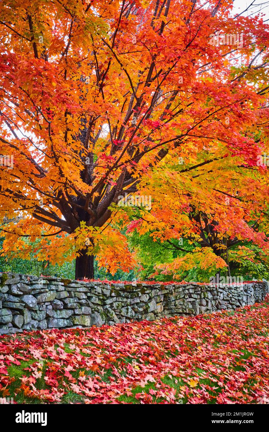 Tree covered in vibrant orange leaves along stone wall with piles of ...