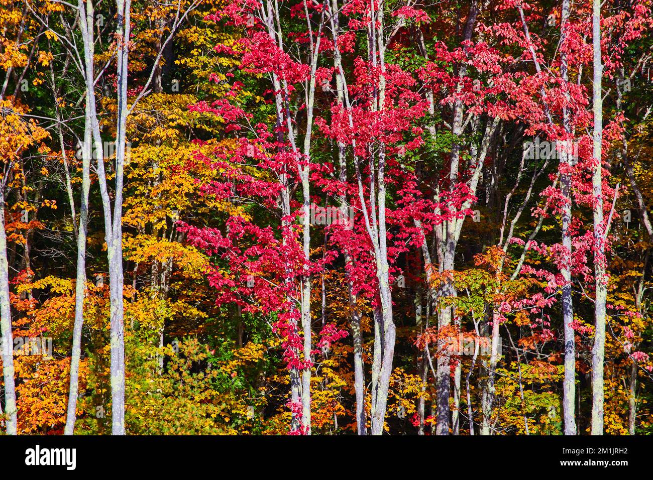 Detail of forest edge showcasing all fall colors Stock Photo - Alamy