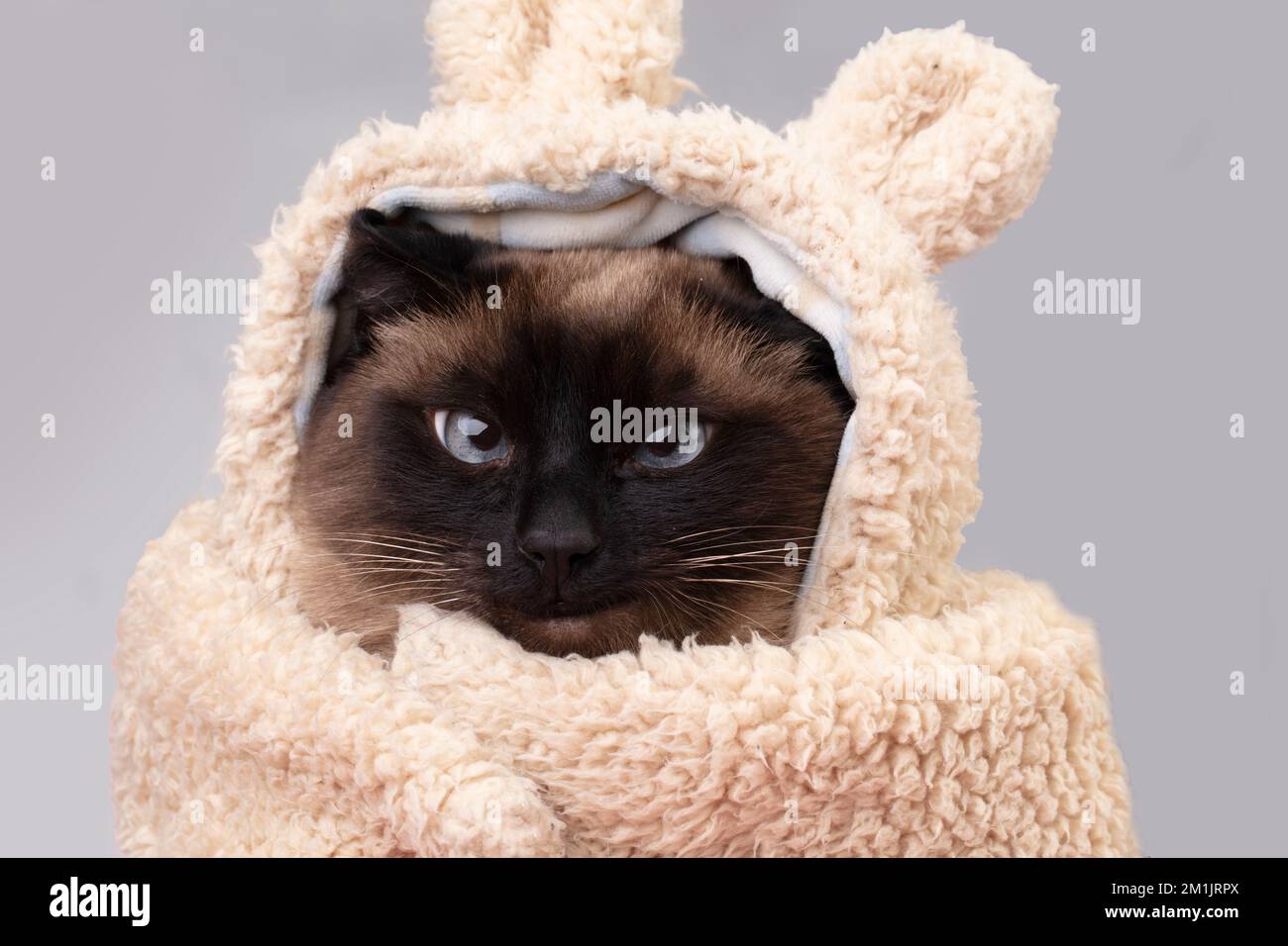 Funny Siamese cat in a fur hat smiles slyly. Portrait of a cat in ...