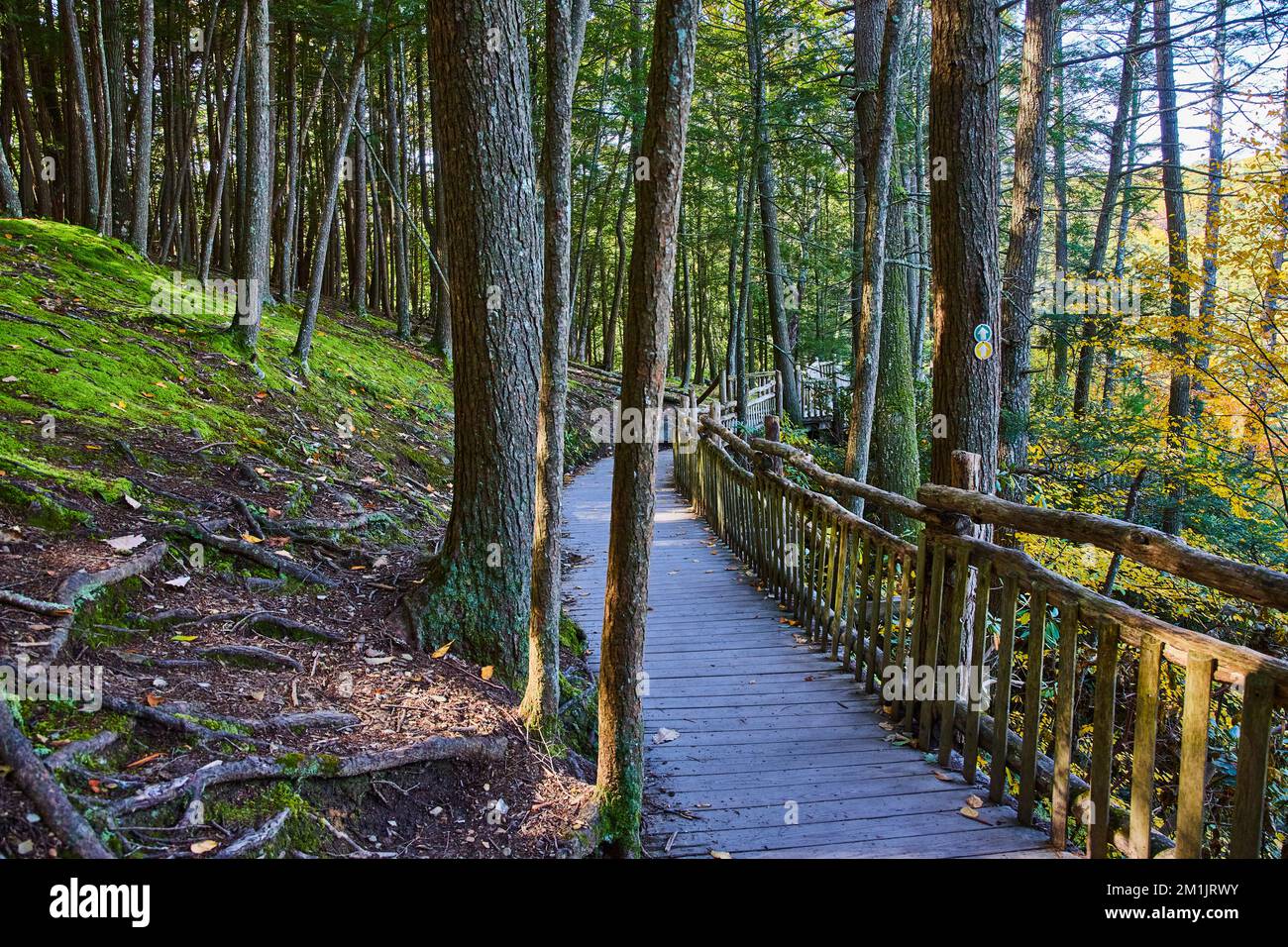 Clean wood boardwalk trail through serene forest with exposed roots ...