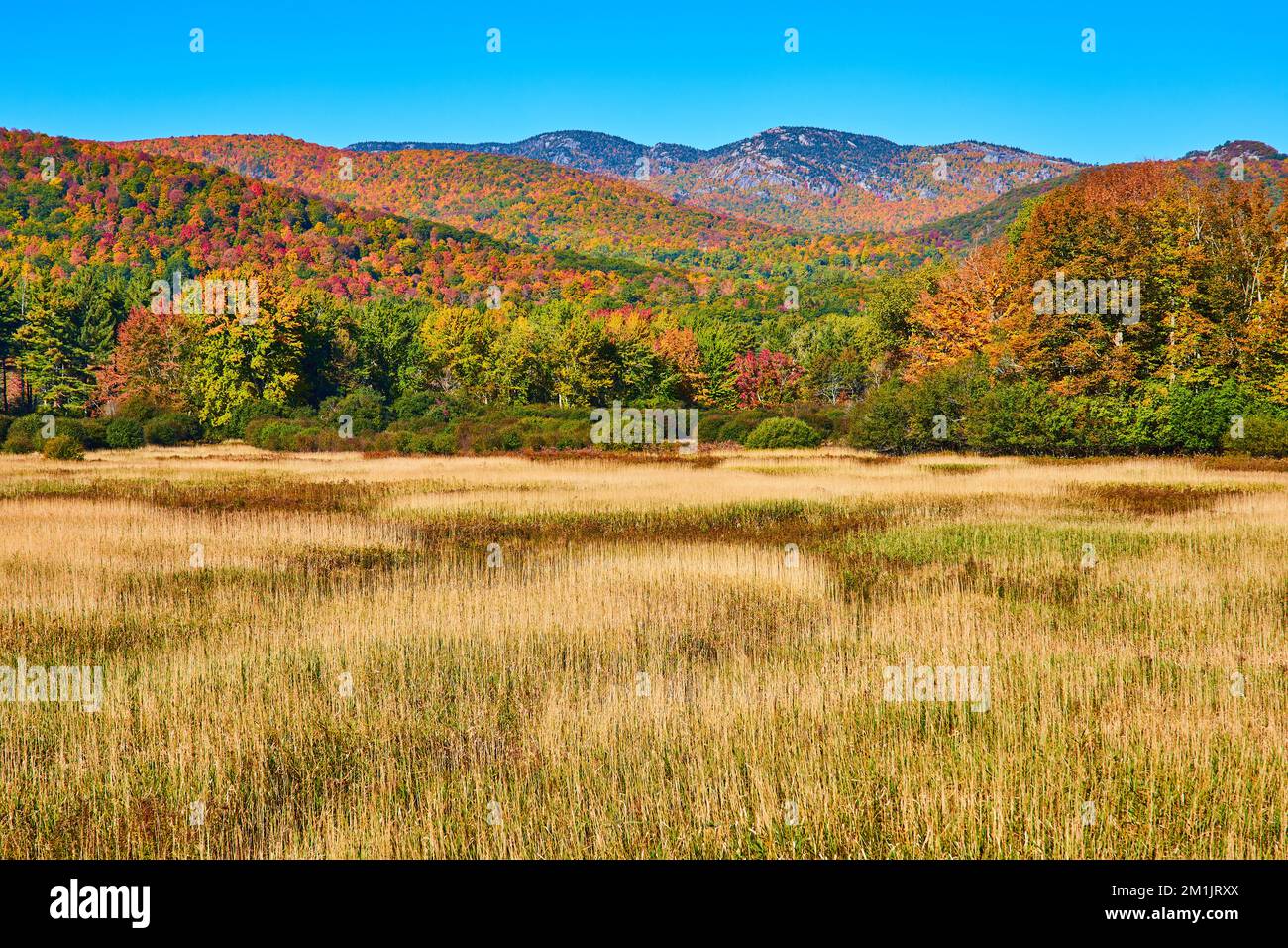 Highland fields yellow grass hi-res stock photography and images - Alamy