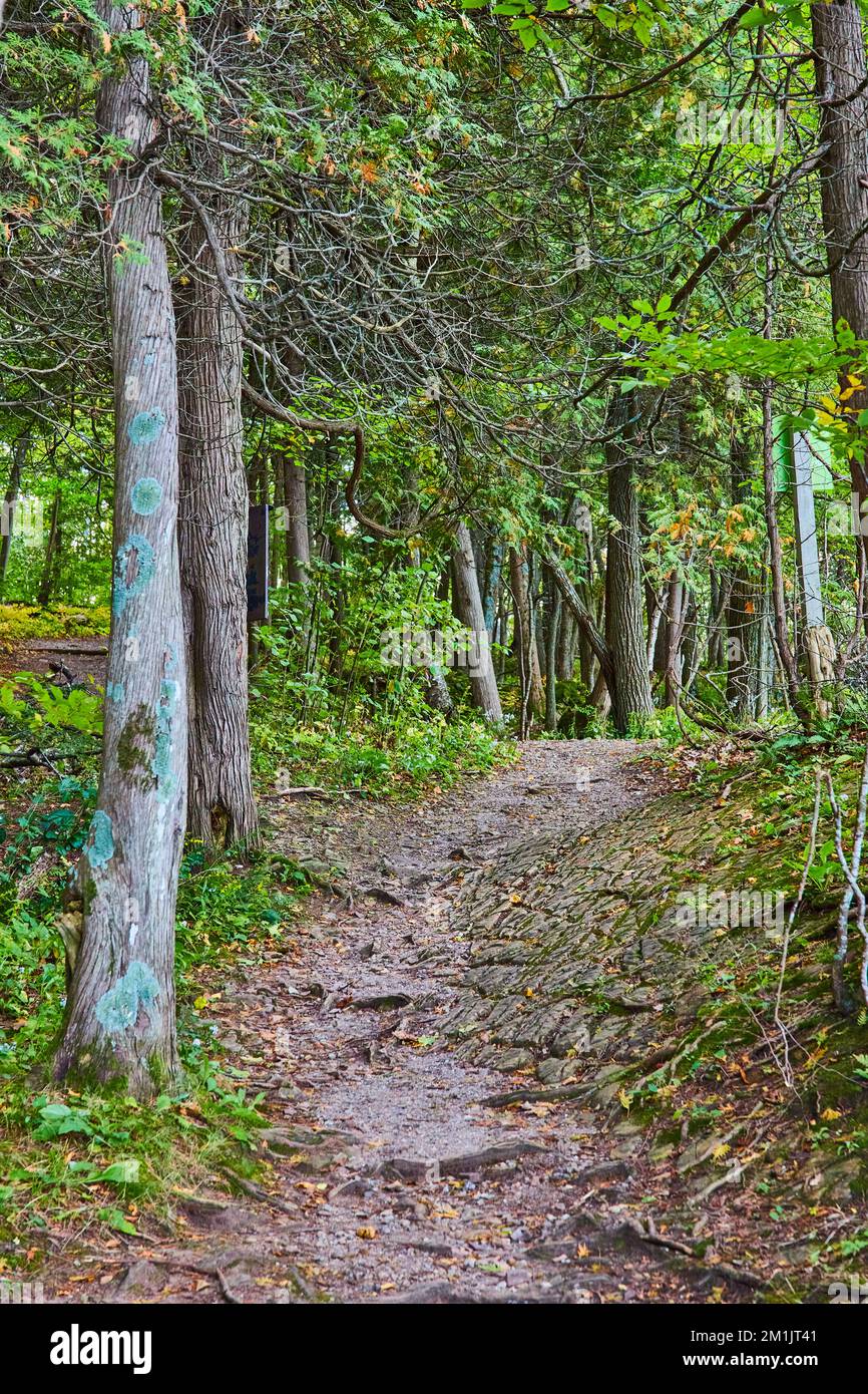 Hiking path up into forest with exposed roots and scratched rocky ...