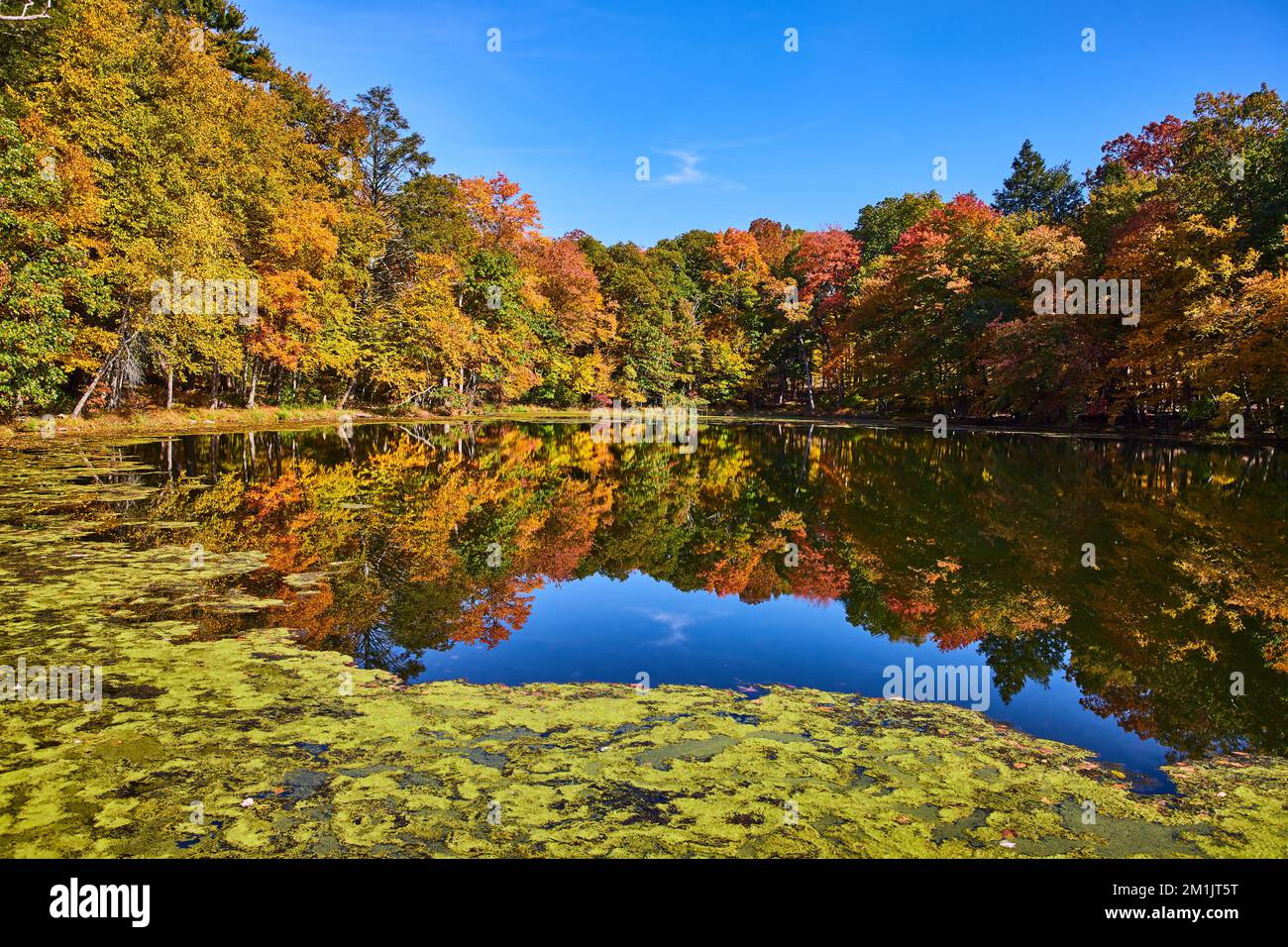 Peak fall forest surrounds pond with blue sky and algae Stock Photo - Alamy