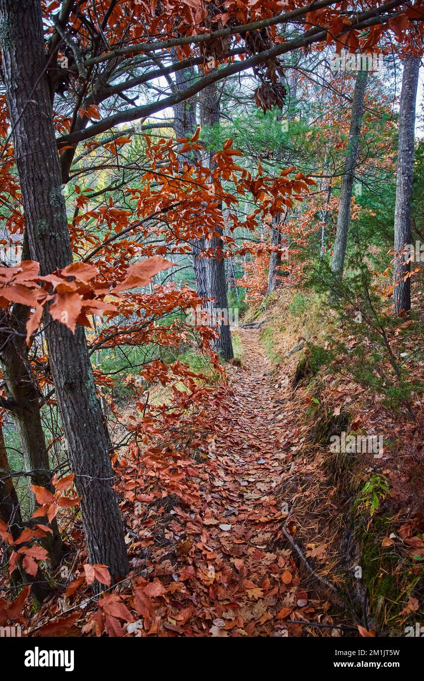 Narrow trail in hills in forest covered in muted fall leaves Stock ...