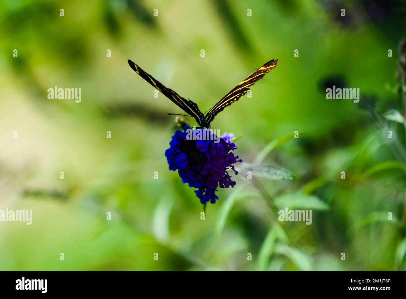 A Zebra Longwing butterfly perching on flower isolated in blurred ...