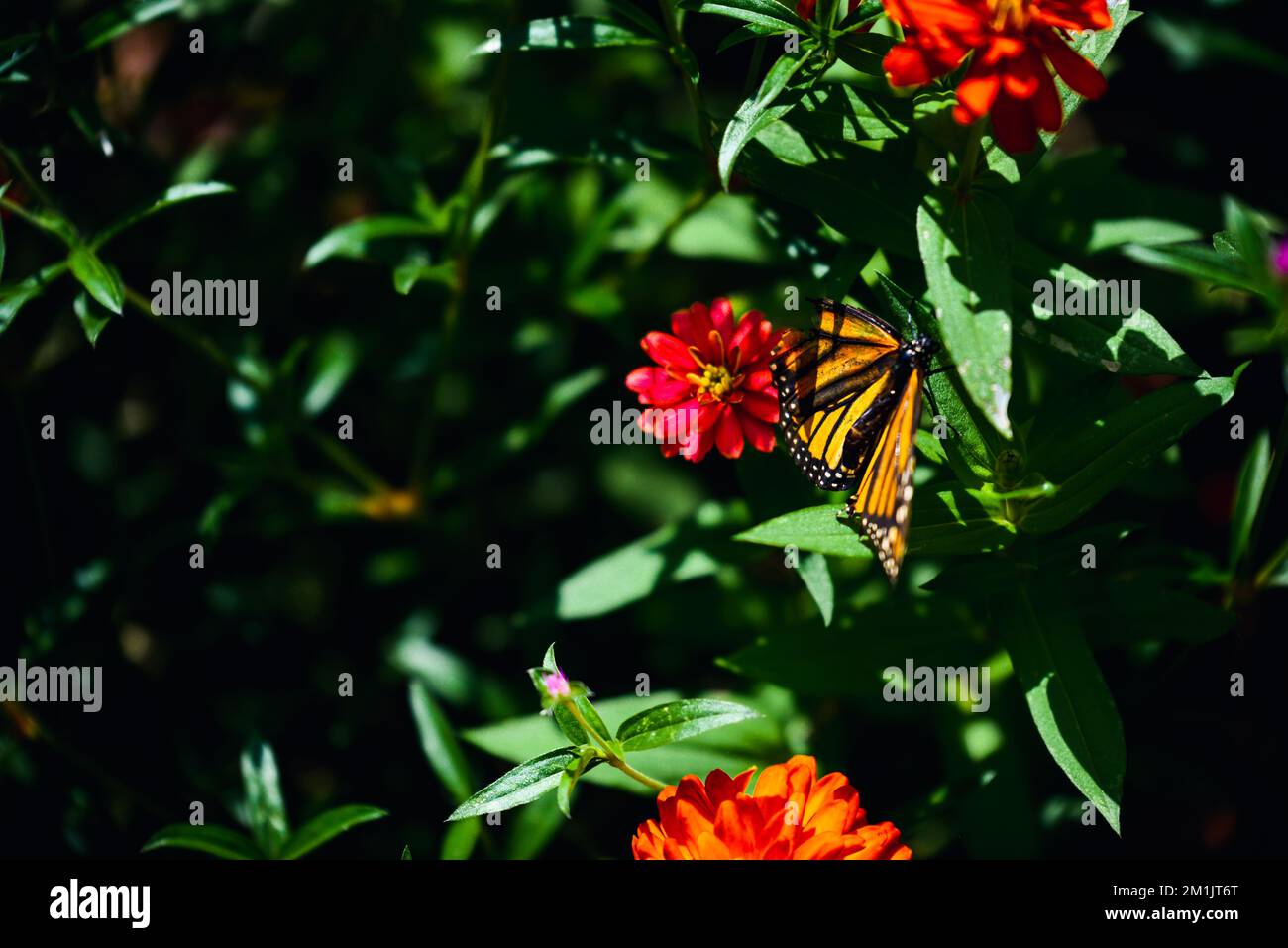 Injured monarch butterfly hi-res stock photography and images - Alamy
