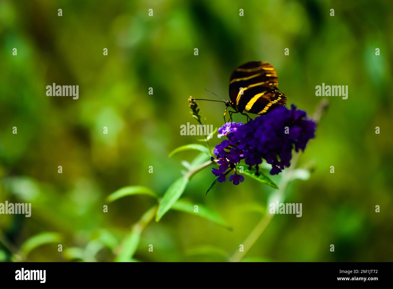 A Zebra Longwing butterfly perching on flower isolated in blurred ...