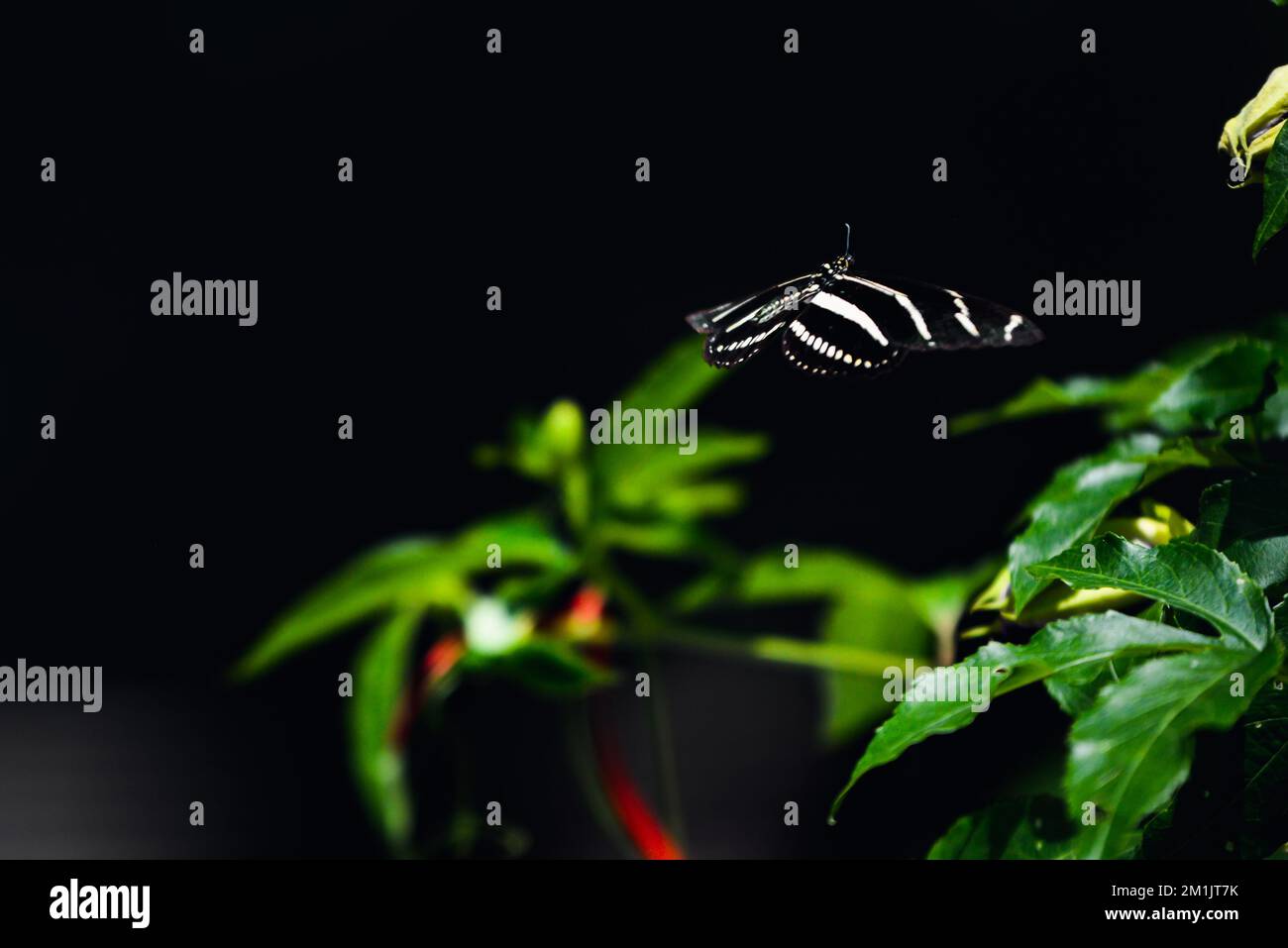 A Zebra Longwing butterfly perching on flower isolated in blurred ...