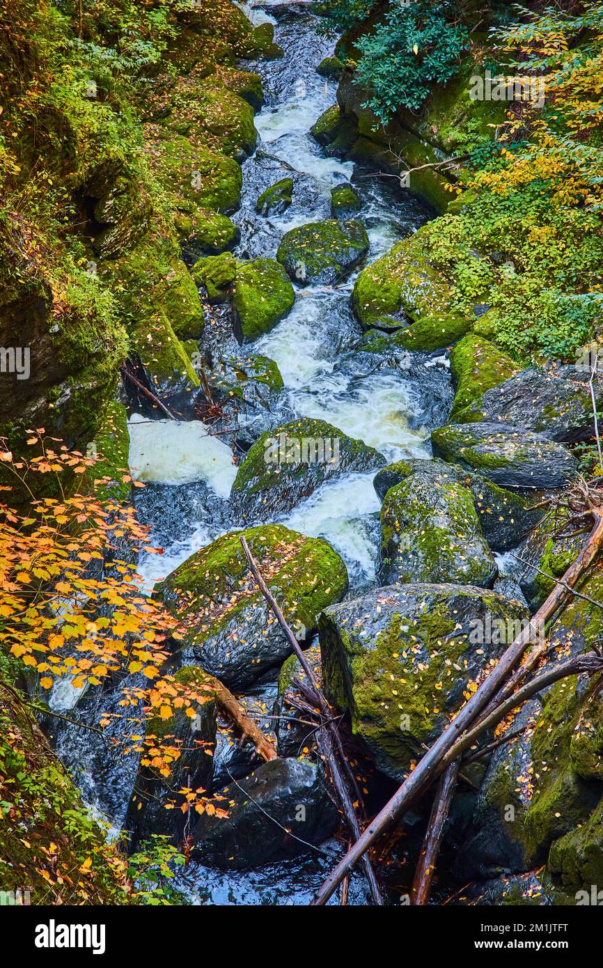 River rages through narrow valley of mossy boulders covered in yellow ...