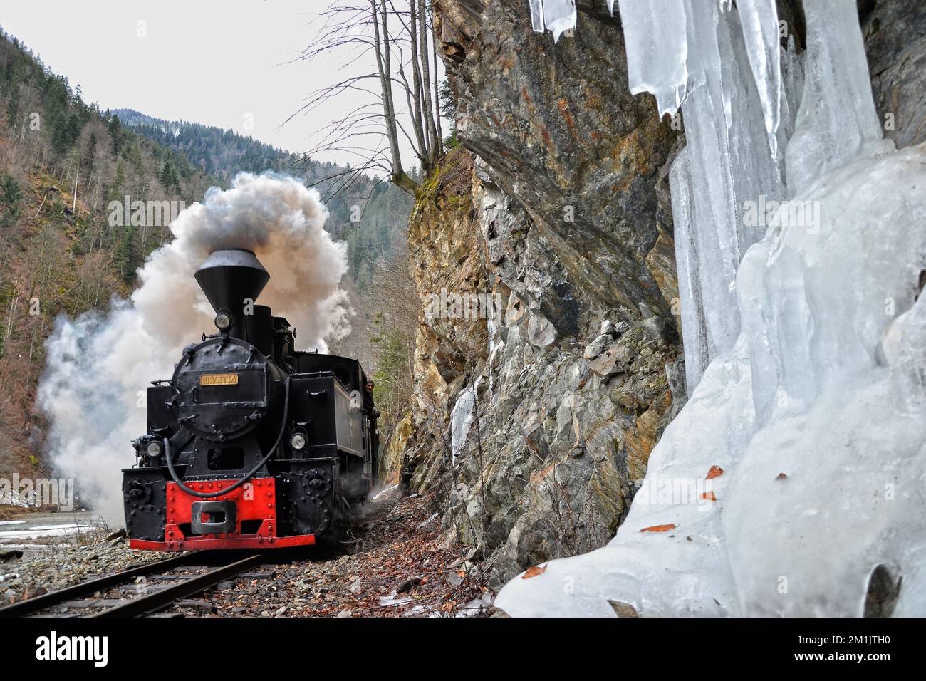 A Mocanita Steam Train passing on the forestry railway with Cold winter ...