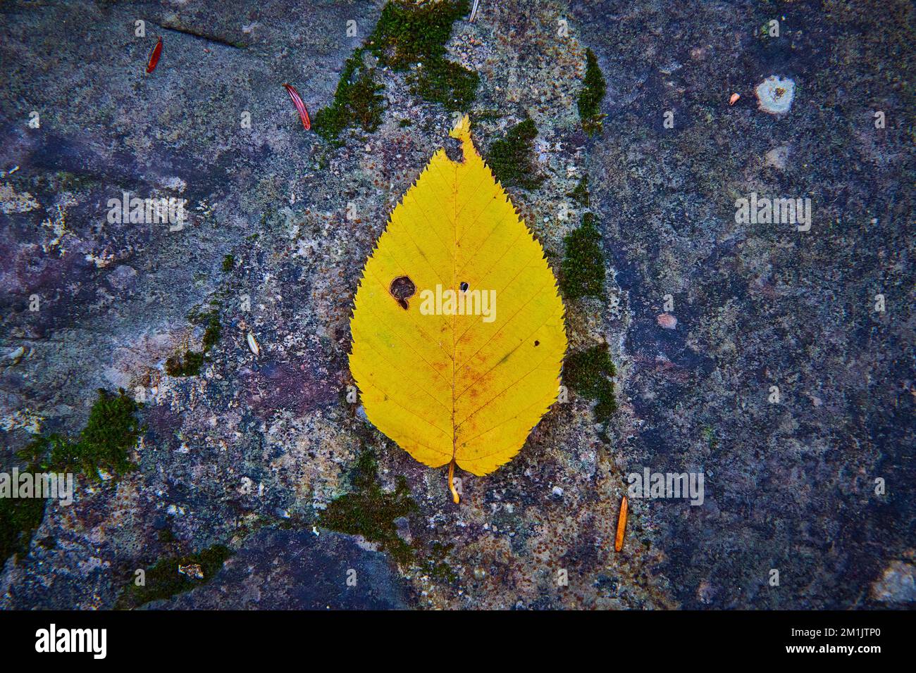 Yellow fall leaf hi-res stock photography and images - Alamy