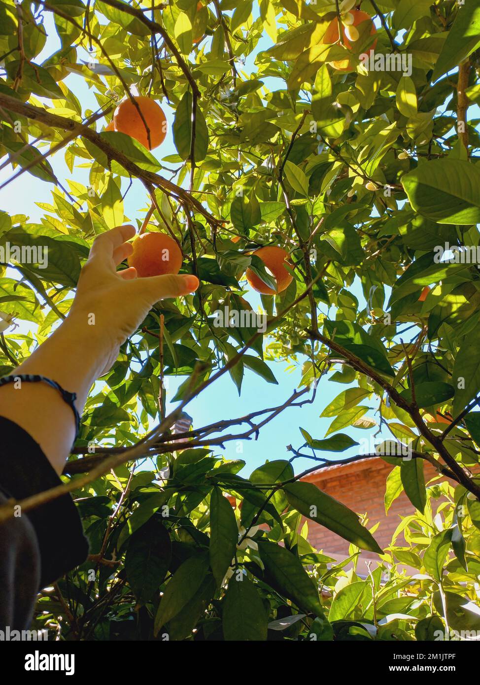 Hand reaping hi-res stock photography and images - Alamy