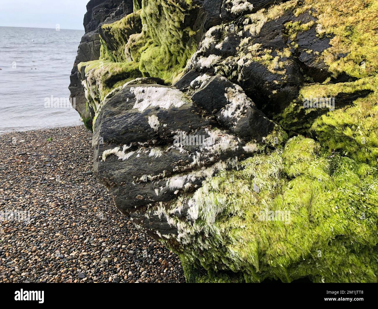 A closeup of moss covered rock in beach Stock Photo - Alamy