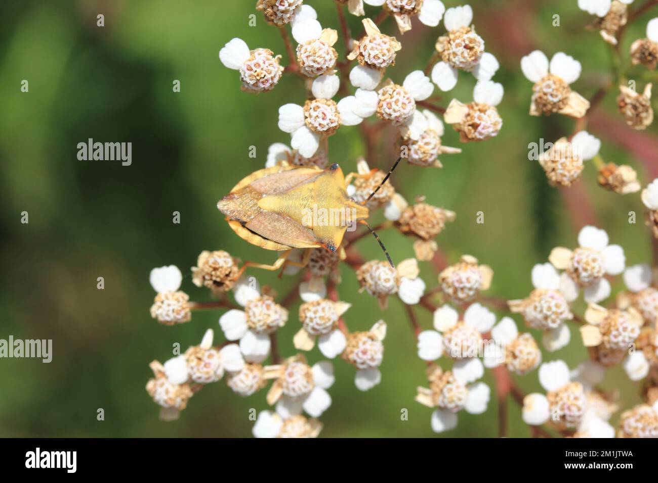 The green shield bug (Palomena prasina) is a bug in the family stink ...