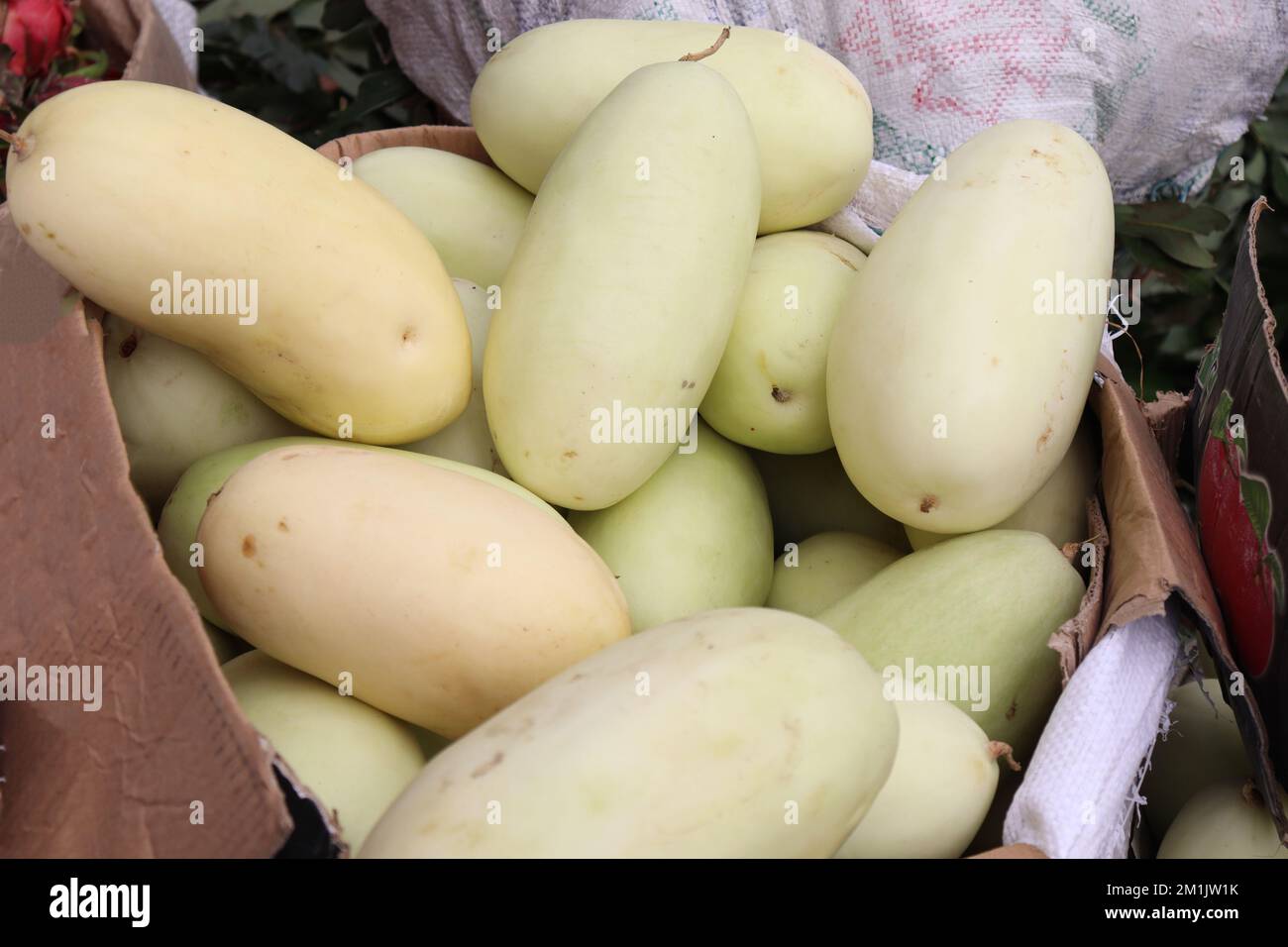 Dragon egg cucumber hi-res stock photography and images - Alamy