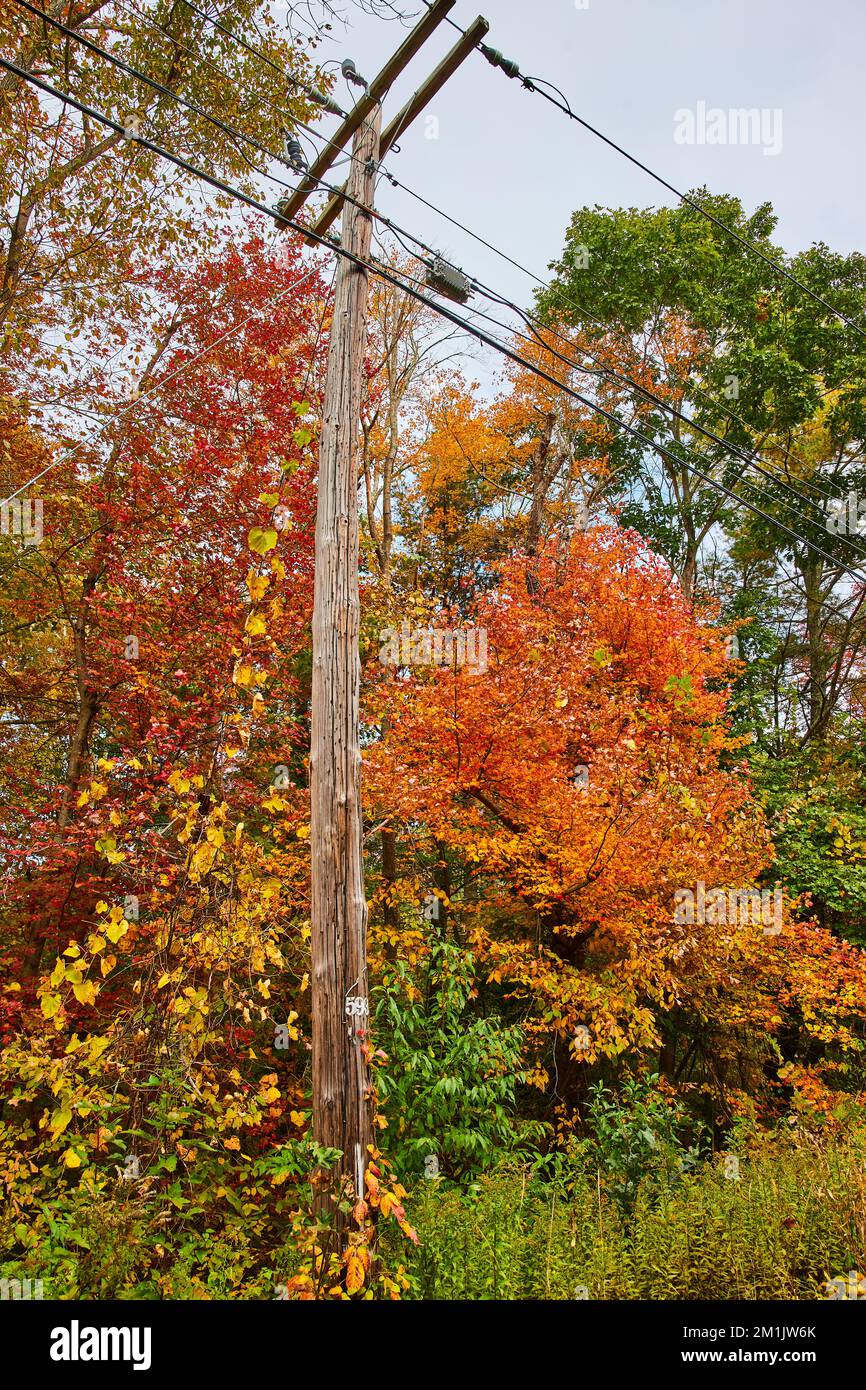 Vascular pole hi-res stock photography and images - Alamy