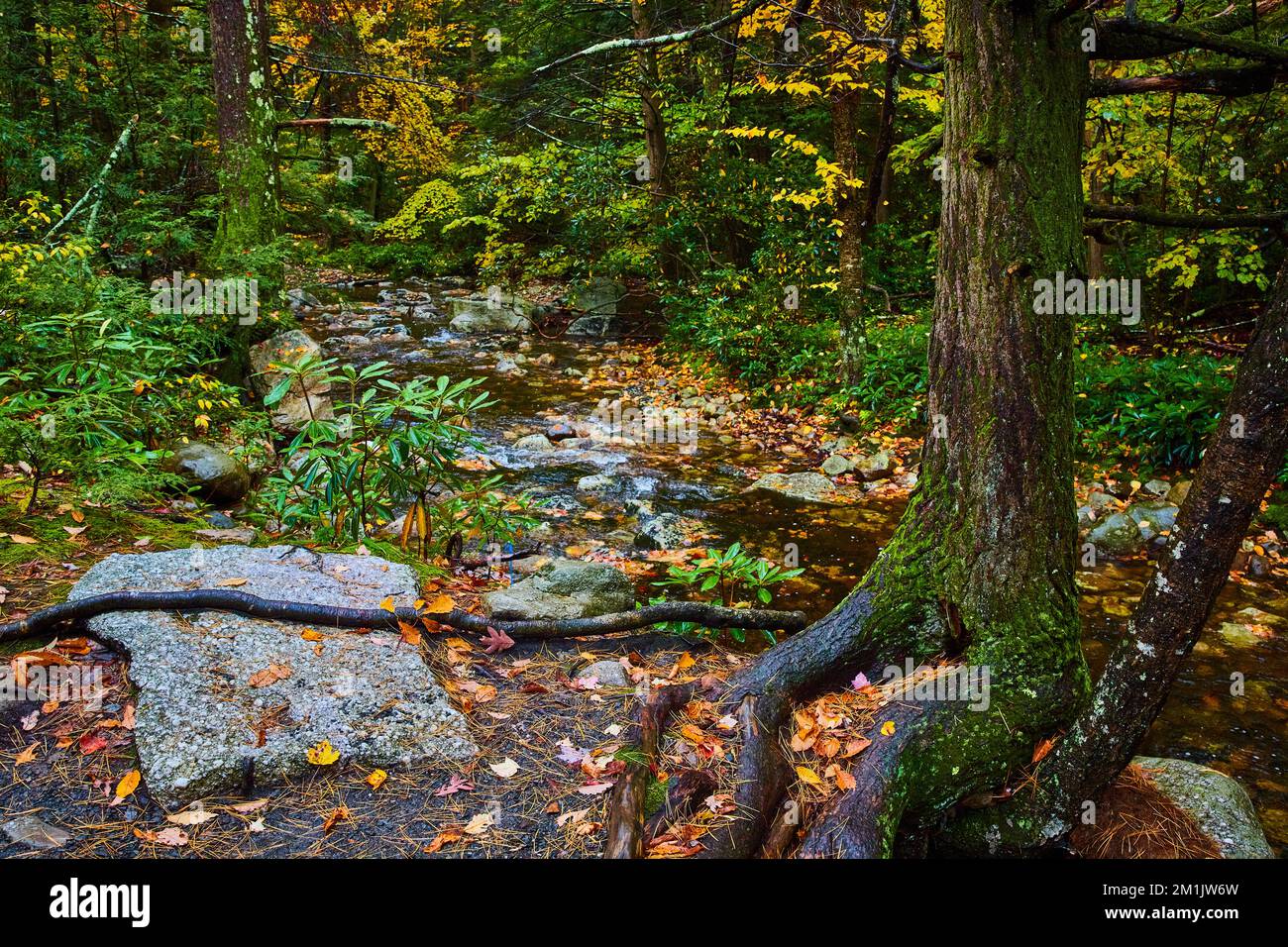 Tree with roots growing over rocks next to peaceful river in fall Stock ...