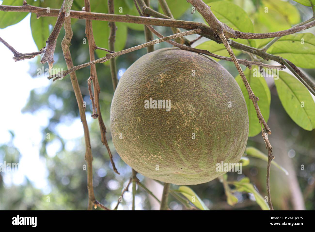 Pomelo farming hi-res stock photography and images - Alamy