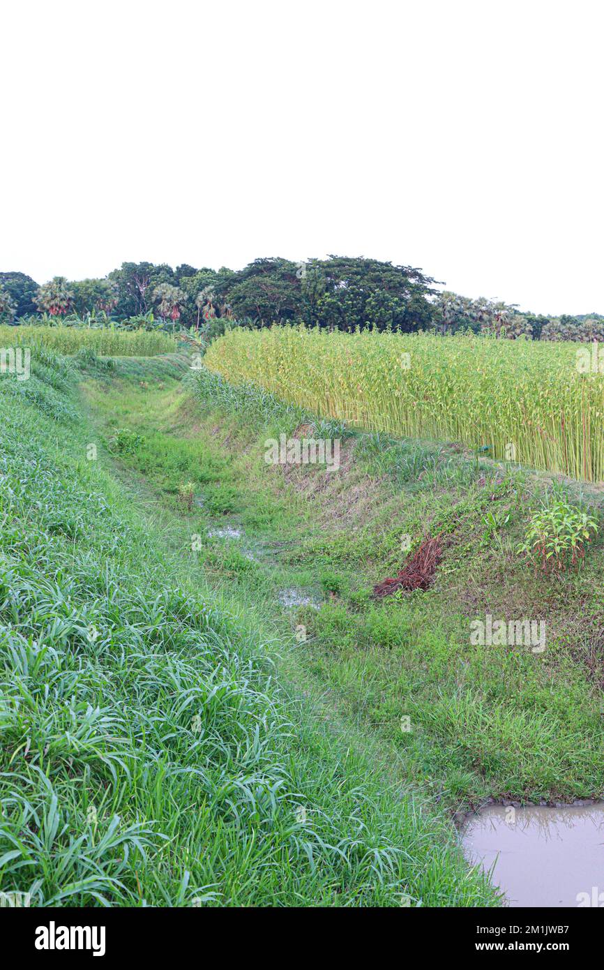 waterway channels earth canal view on field for water passing Stock ...