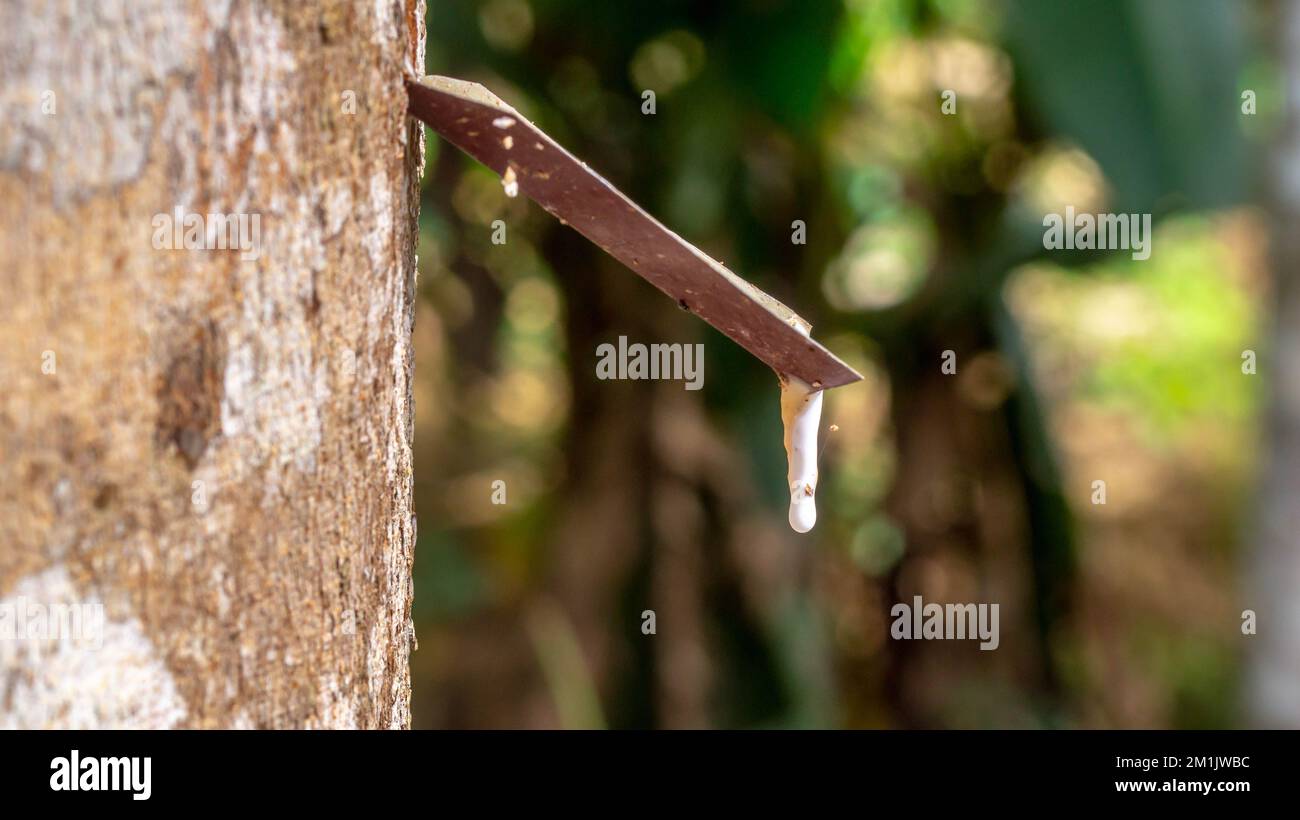 Rubber tree tapping. Closeup of sticky, milky and white colloid latex ...