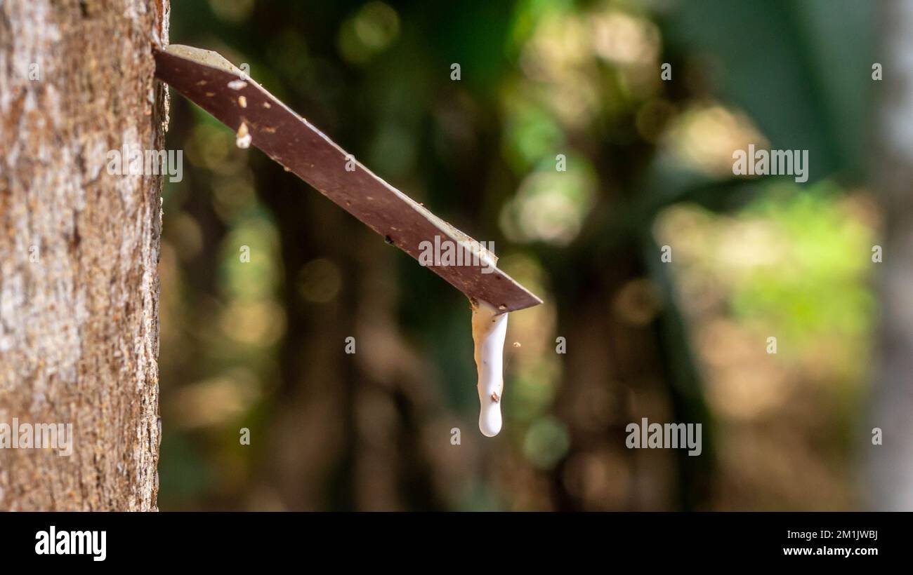 Rubber tree tapping. Closeup of sticky, milky and white colloid latex ...