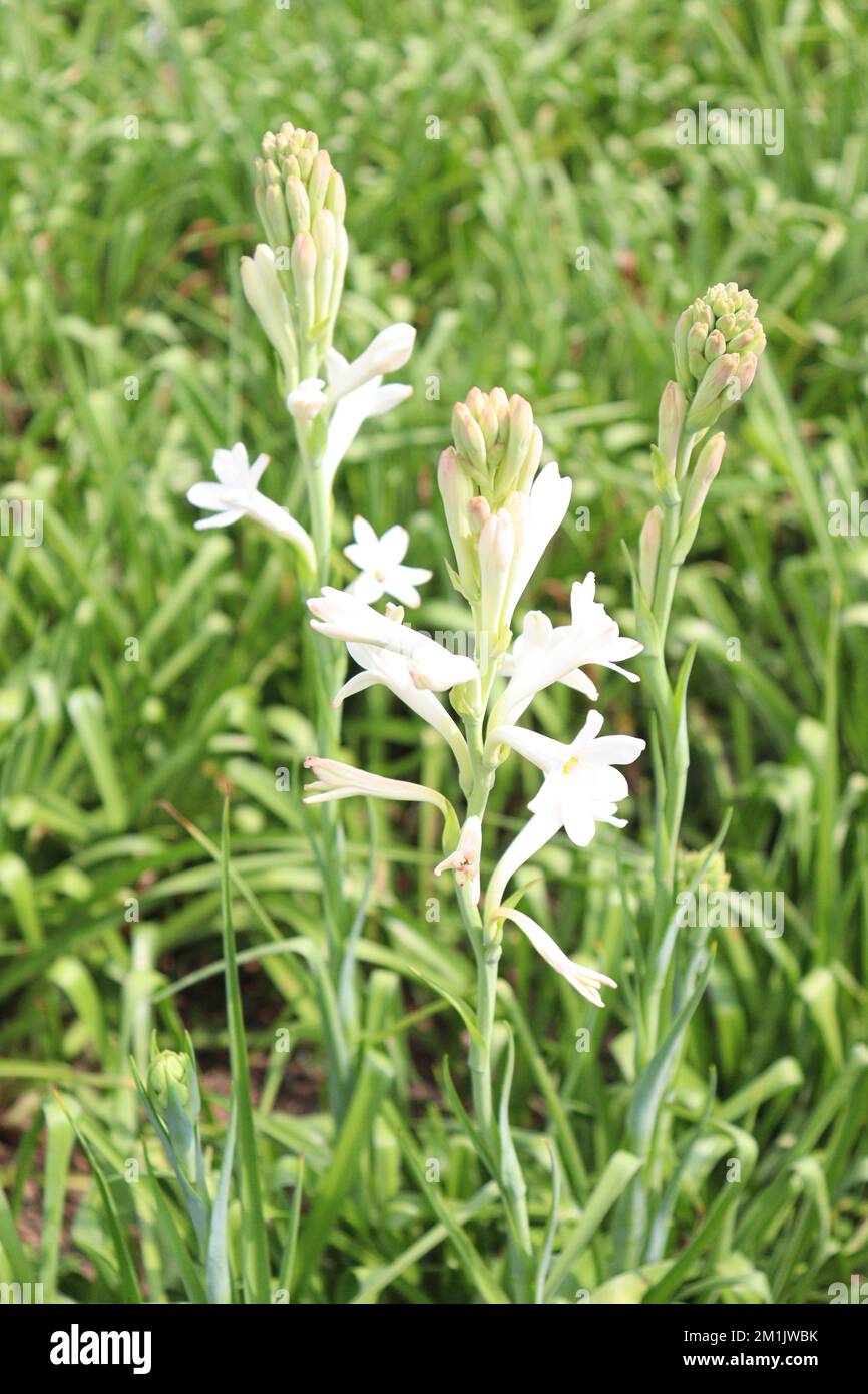 white colored tuberose on farm for harvest Stock Photo - Alamy