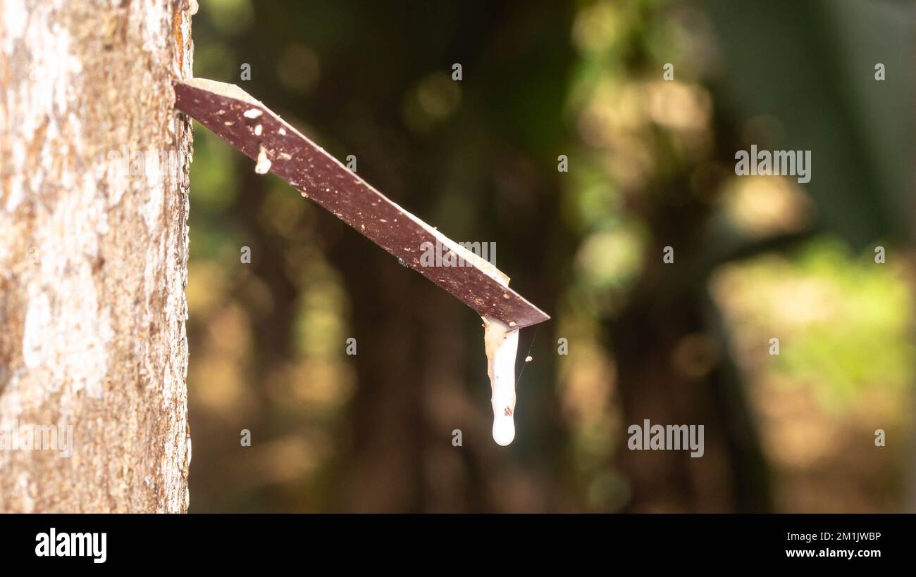 Rubber tree tapping. Closeup of sticky, milky and white colloid latex ...