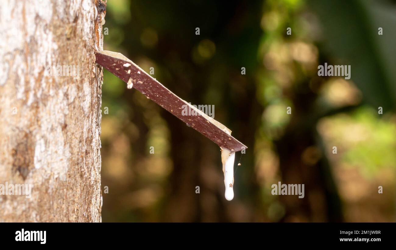 Rubber tree tapping. Closeup of sticky, milky and white colloid latex ...