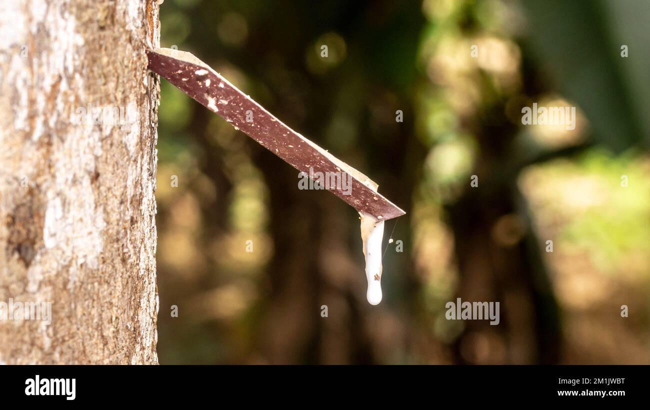 Rubber tree tapping. Closeup of sticky, milky and white colloid latex ...