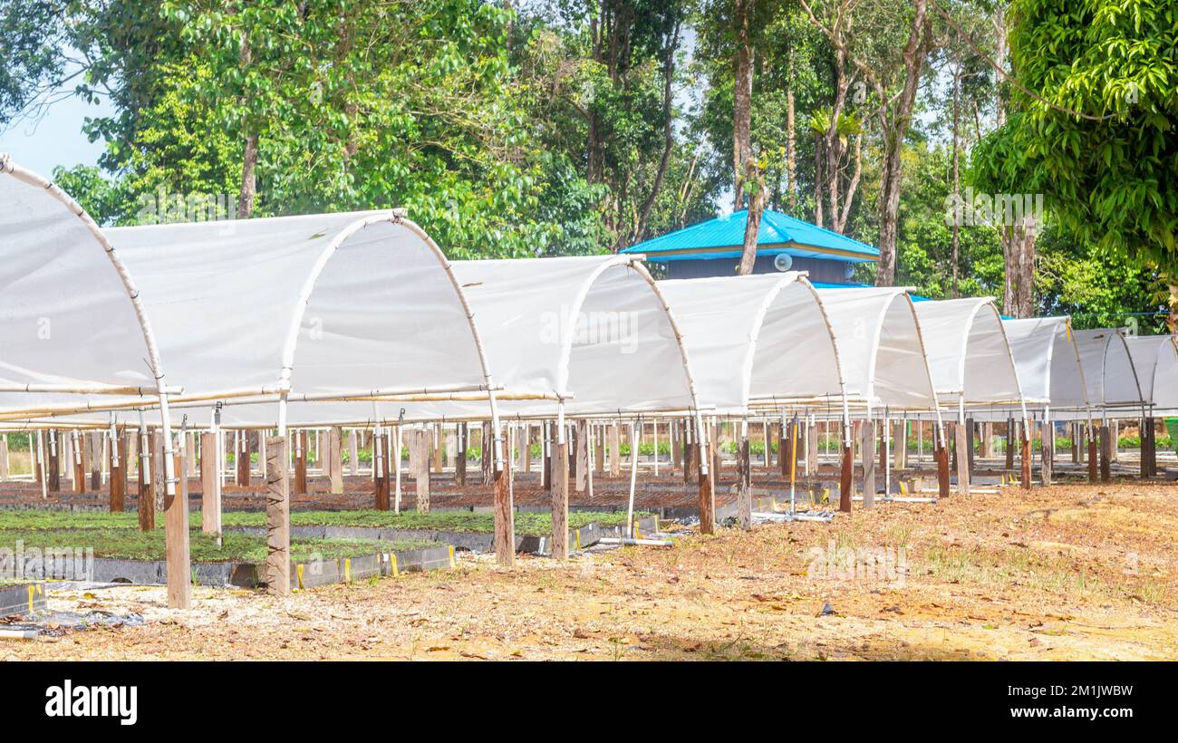 Tunnel greenhouse to propagate timber tree seedlings belong to ...