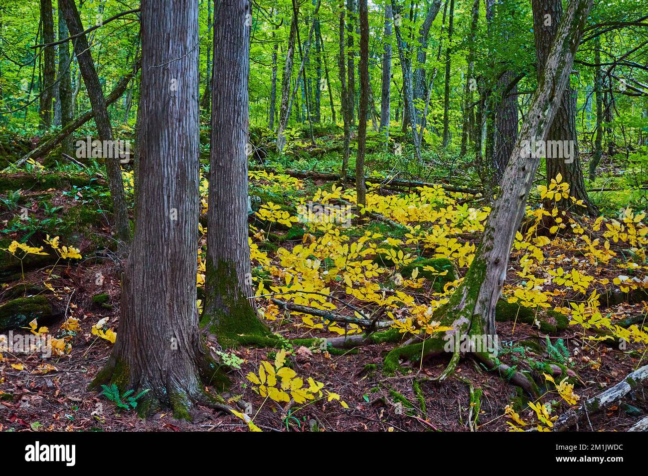 Lush green forest straight on with golden leaves on bushes at ground ...