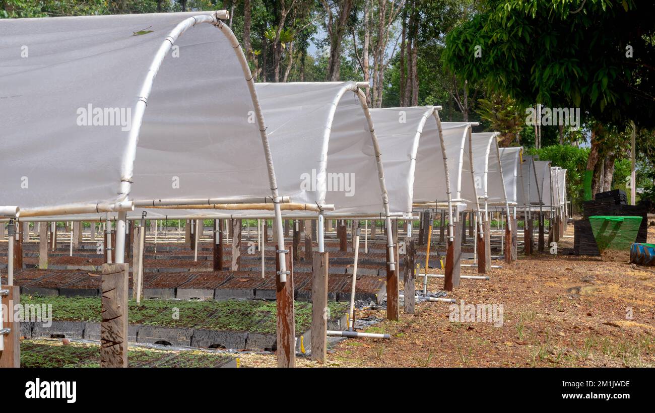 Tunnel greenhouse to propagate timber tree seedlings belong to ...