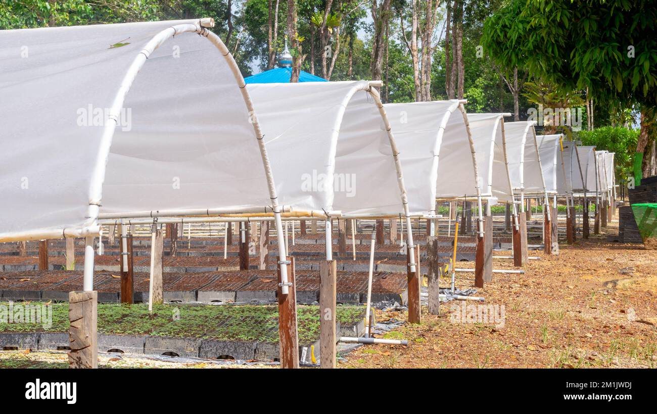 Tunnel greenhouse to propagate timber tree seedlings belong to ...