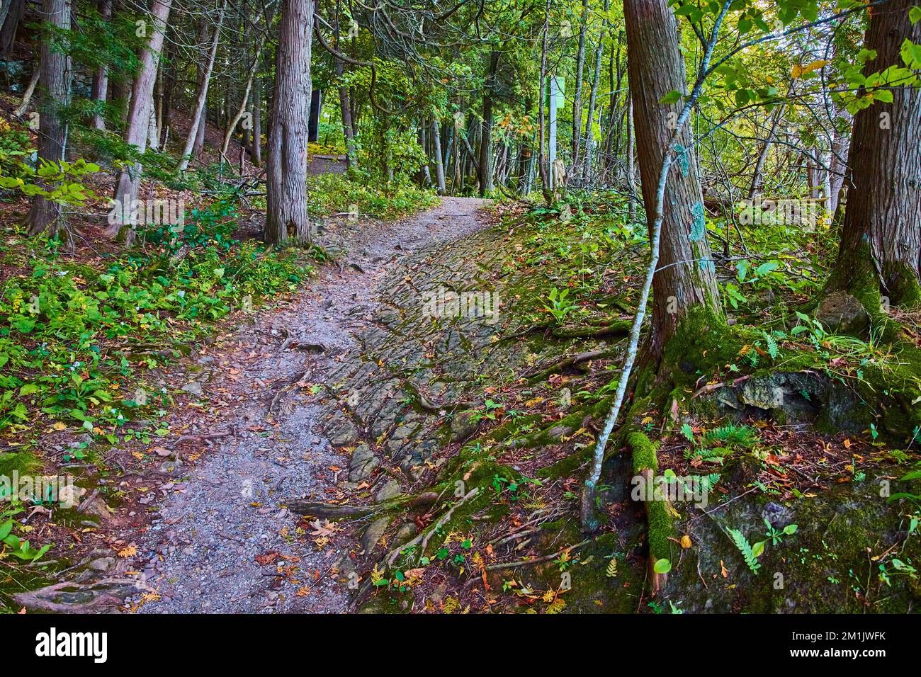 Narrow hiking trail through mossy forest with rocky surface Stock Photo ...