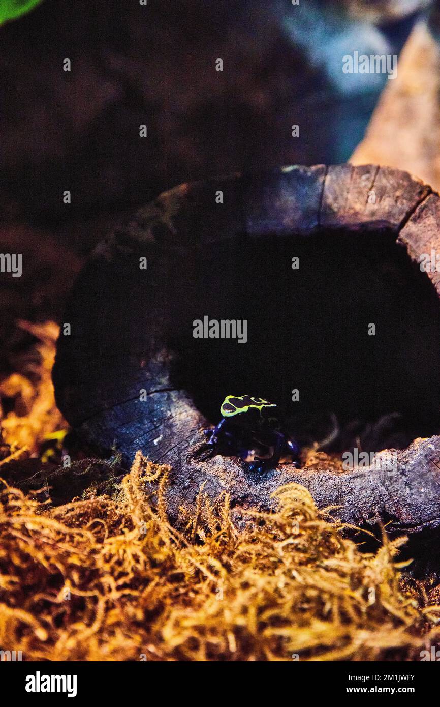 Tiny poison dart frog inside hollow tree trunk by mosses in dark light ...