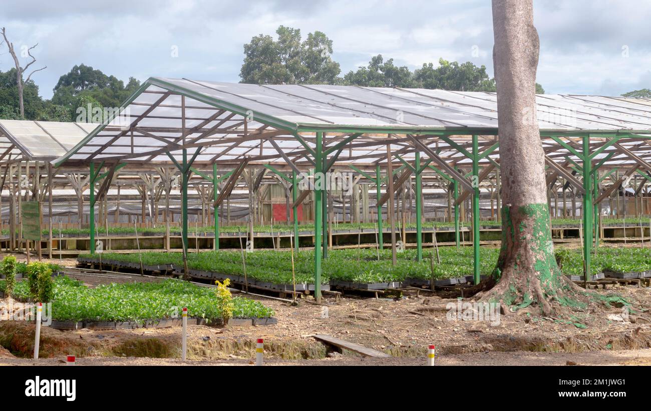 Nursery facility of plantation company to propagate timber tree ...