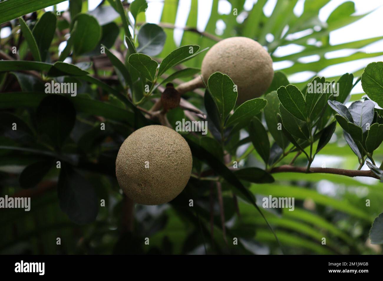 Tree limonia hi-res stock photography and images - Alamy